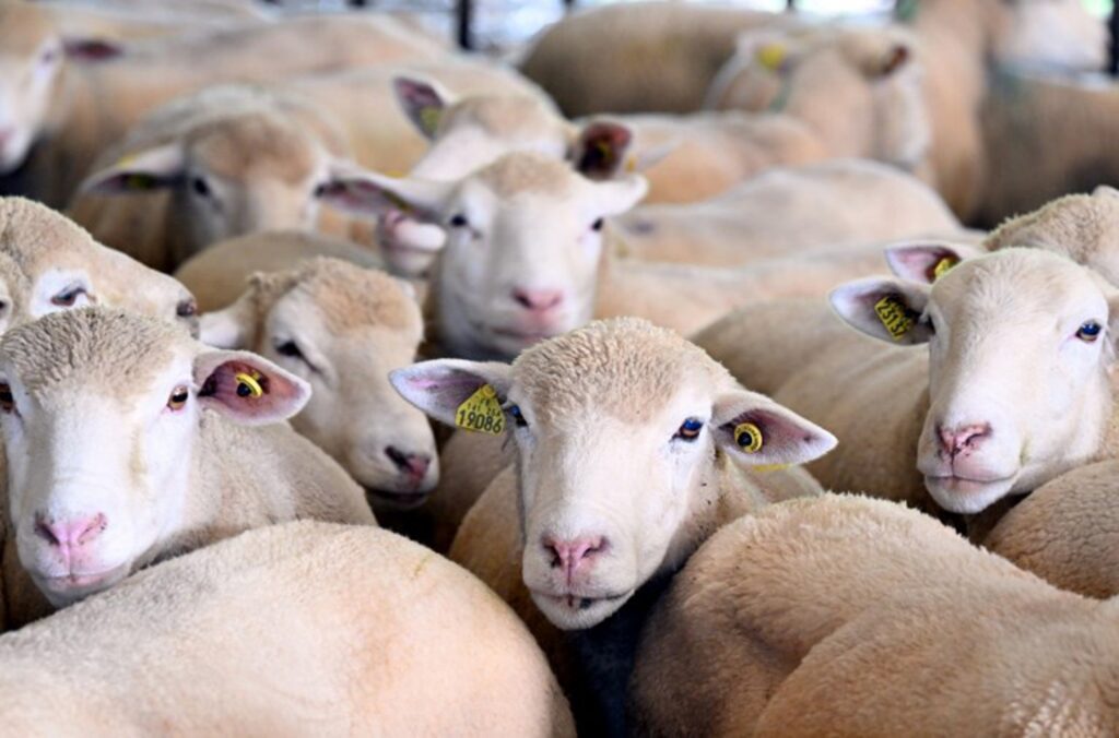 Walloon Government urged to take fast action on bluetongue Walloon Government urged to take fast action on bluetongue