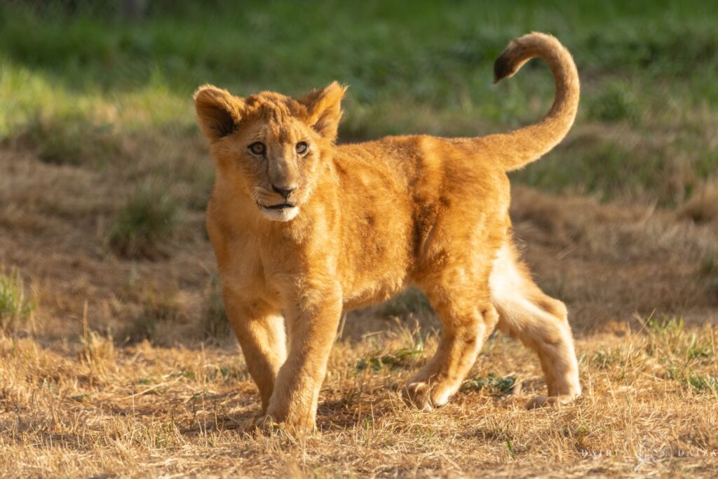 Lion cub born in Pairi Daiza zoo