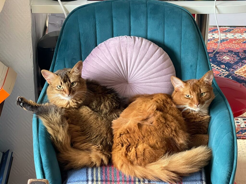 Feline friends: A guide to Belgium's cat cafés