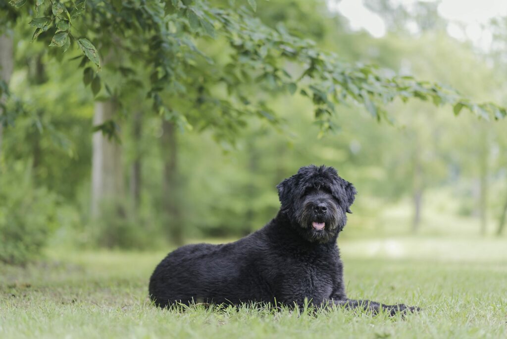 The Flemish dog with a noble heart