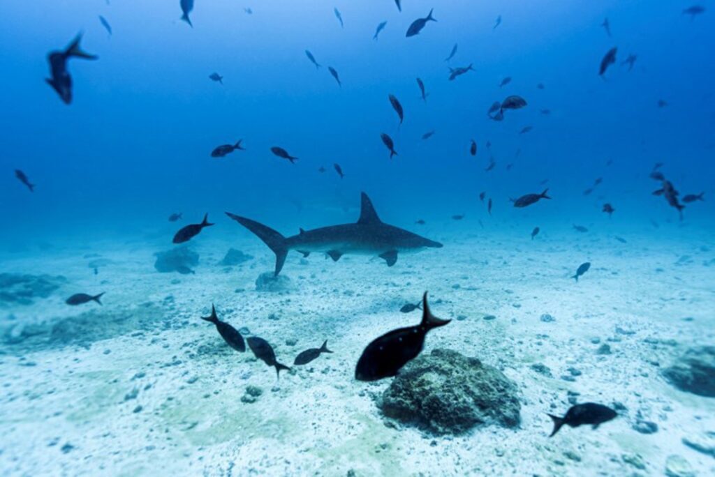 'Historic victory': Increased protection for over 70 species of sharks ...